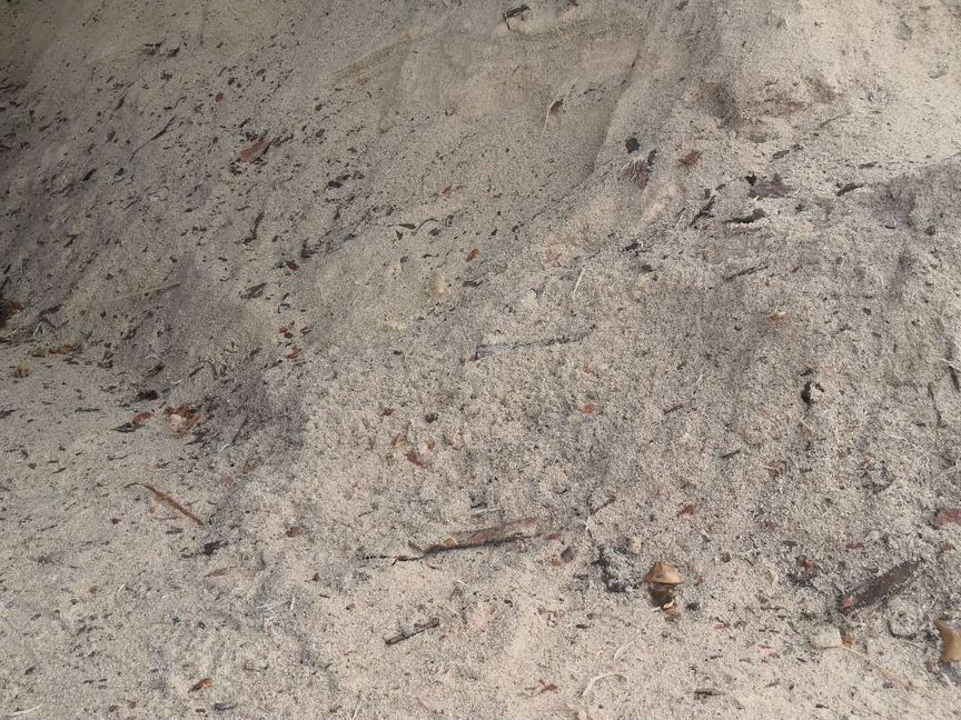 Опилки бесплатно