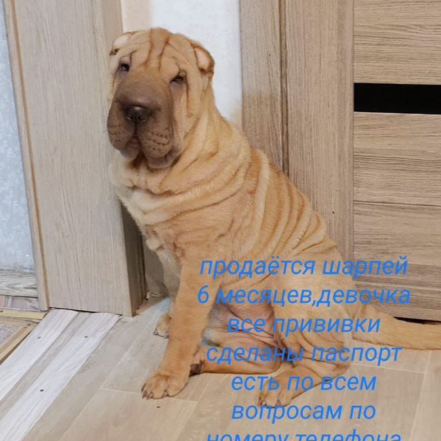 Ищем новый дом