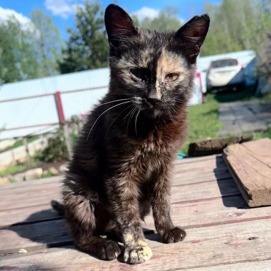 Котёнок в добрые руки