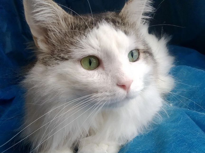 Кот