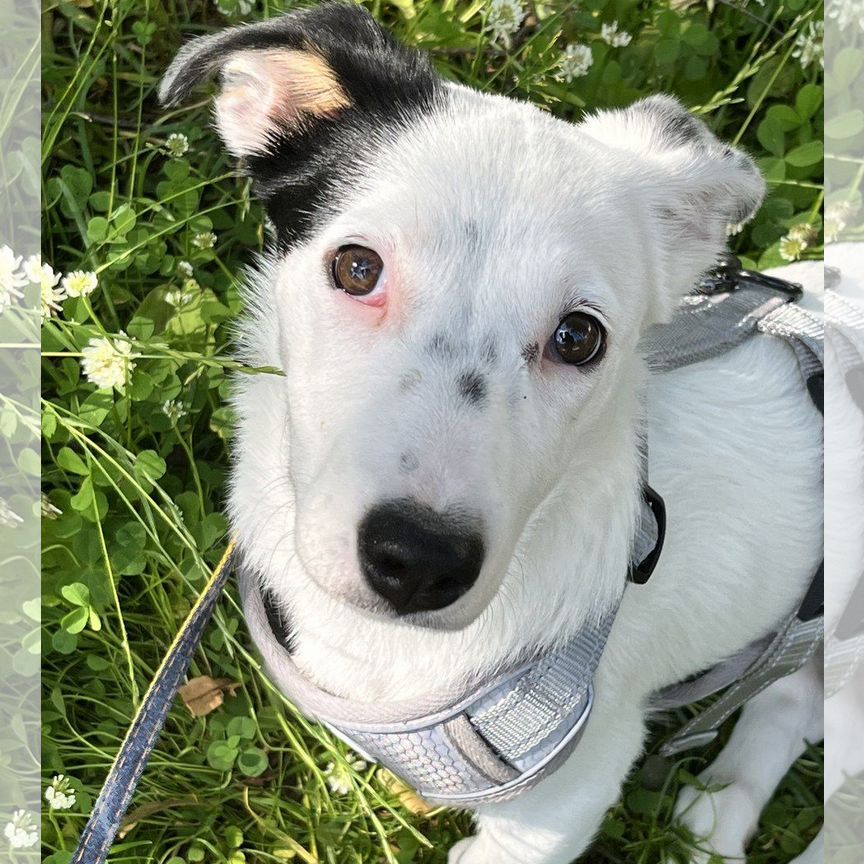 Взрослая собака в добрые руки