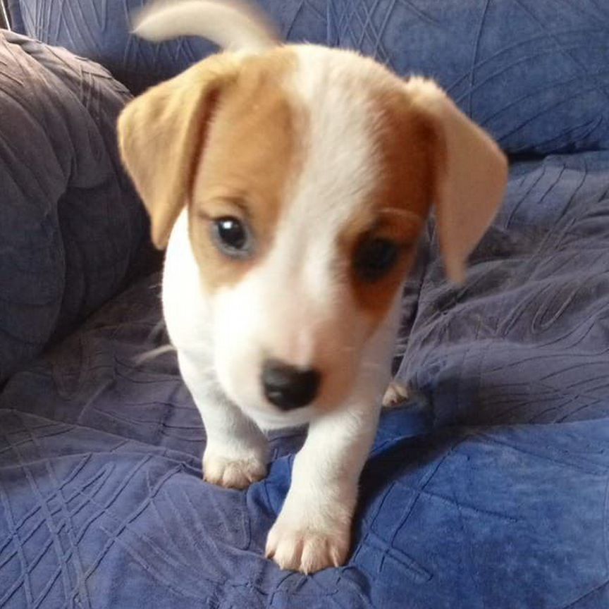 Щенки джек рассел терьер