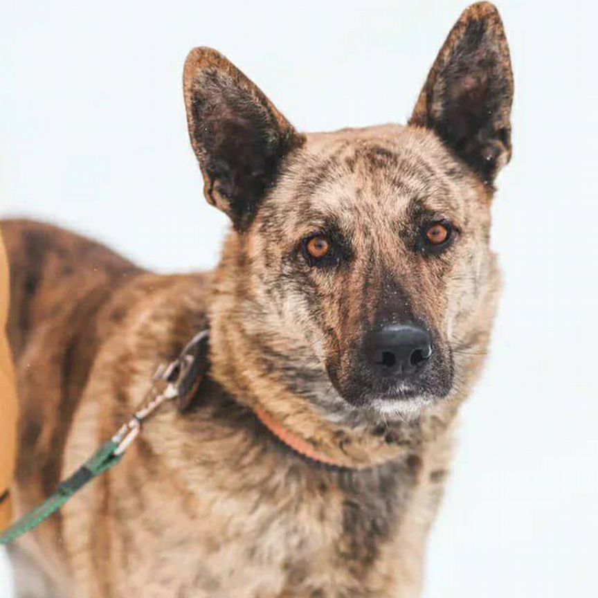 Взрослый пёс в добрые руки