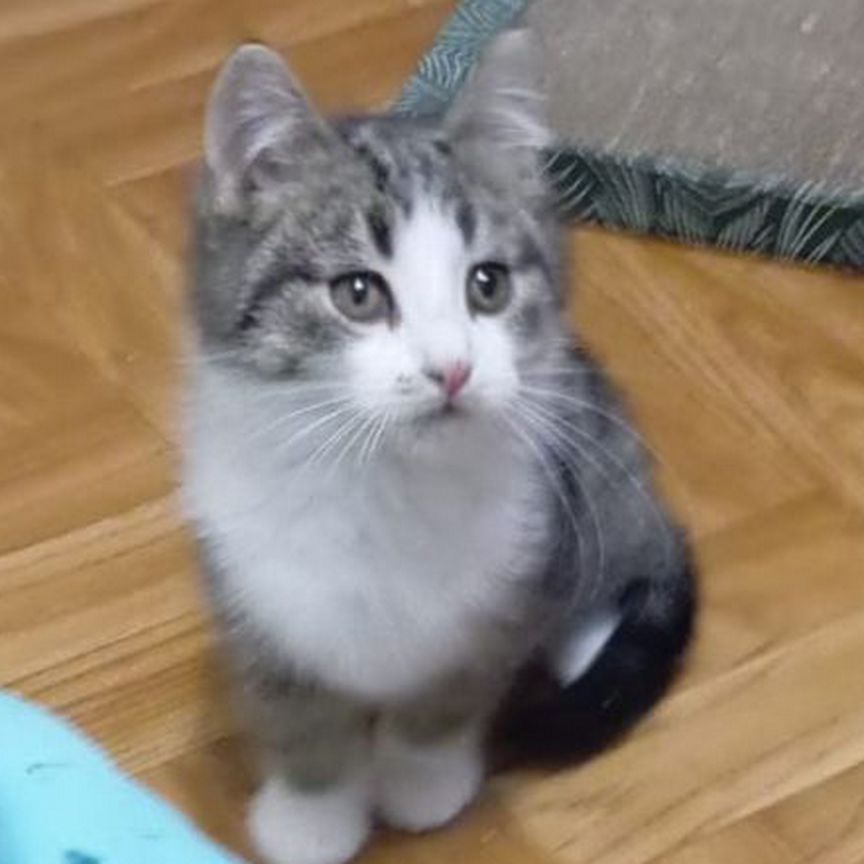 Котёнок в добрые руки