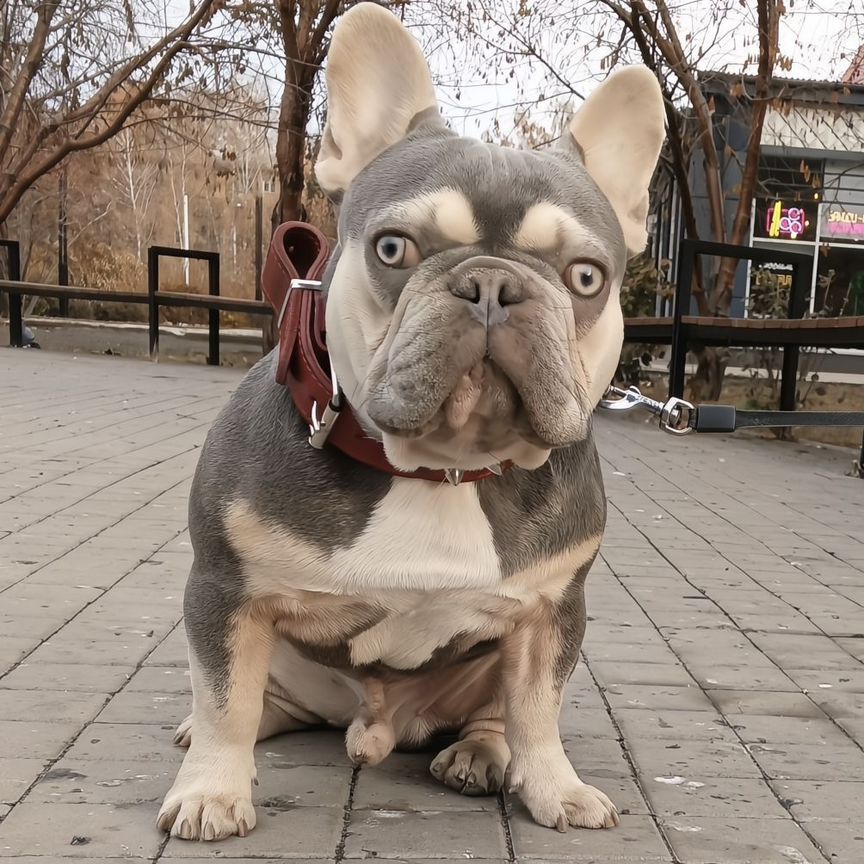 Французский бульдог, вязка