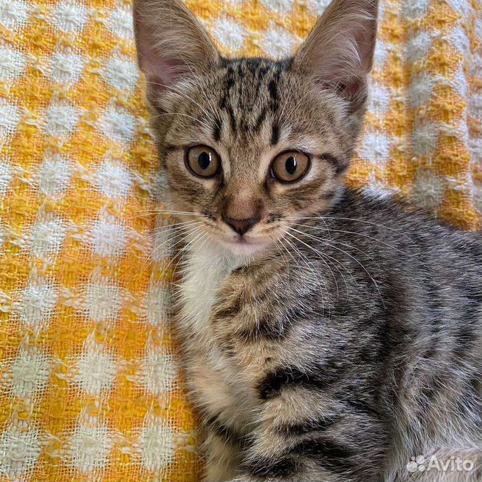Котенок мальчик(первое фото), две кошечки