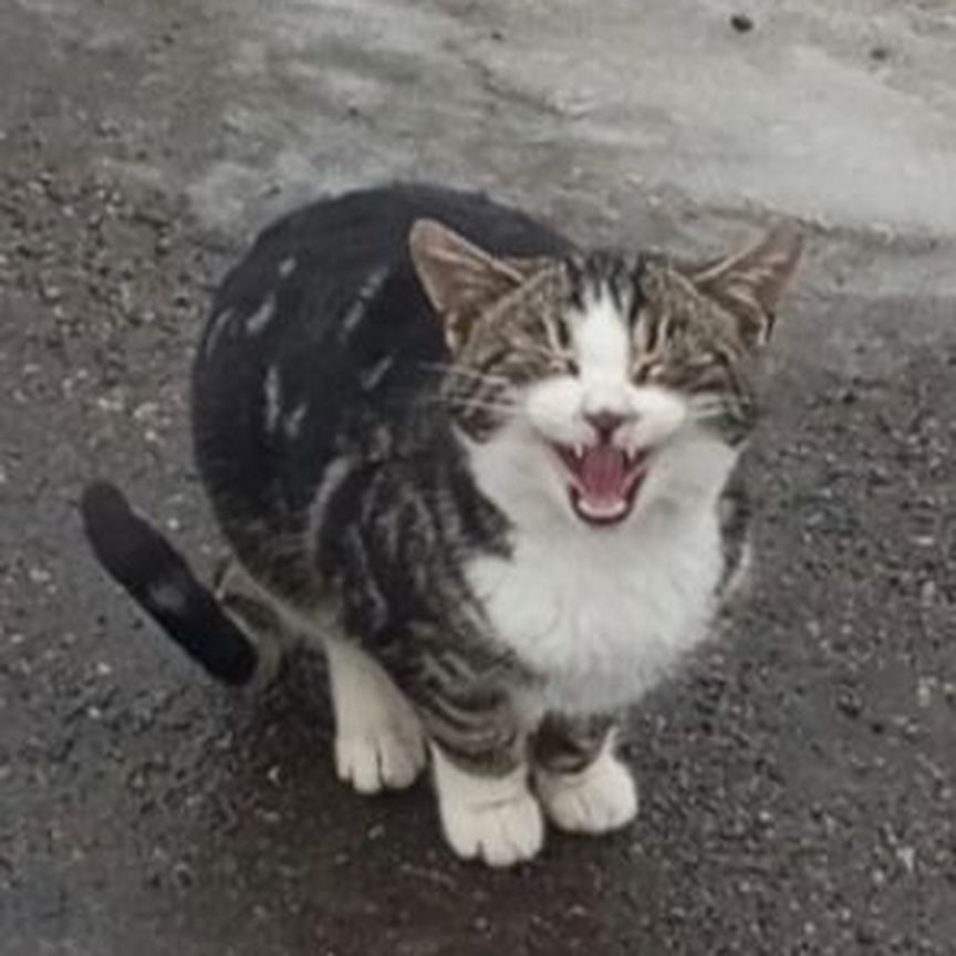 Плачущий котенок