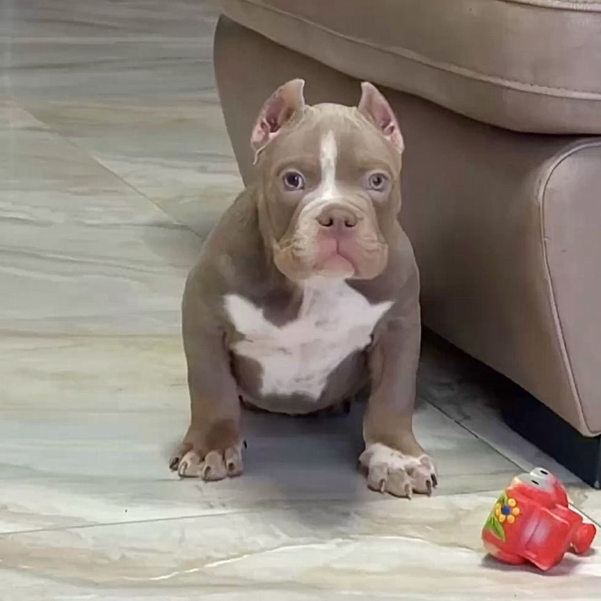 Американский булли, щенок