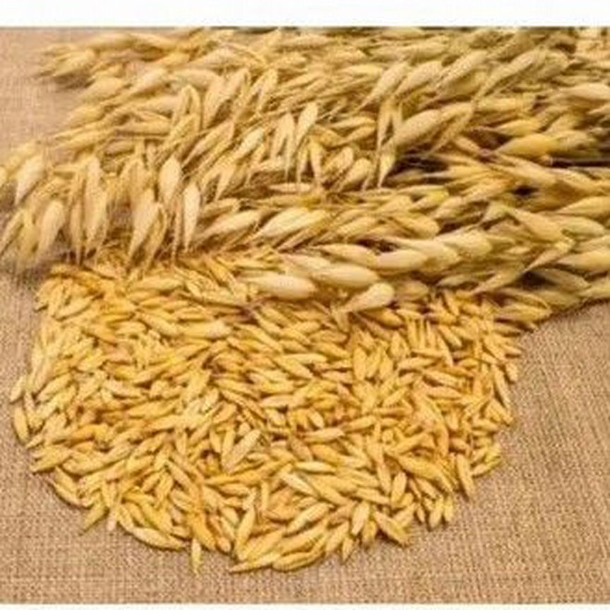 Овес пшеница