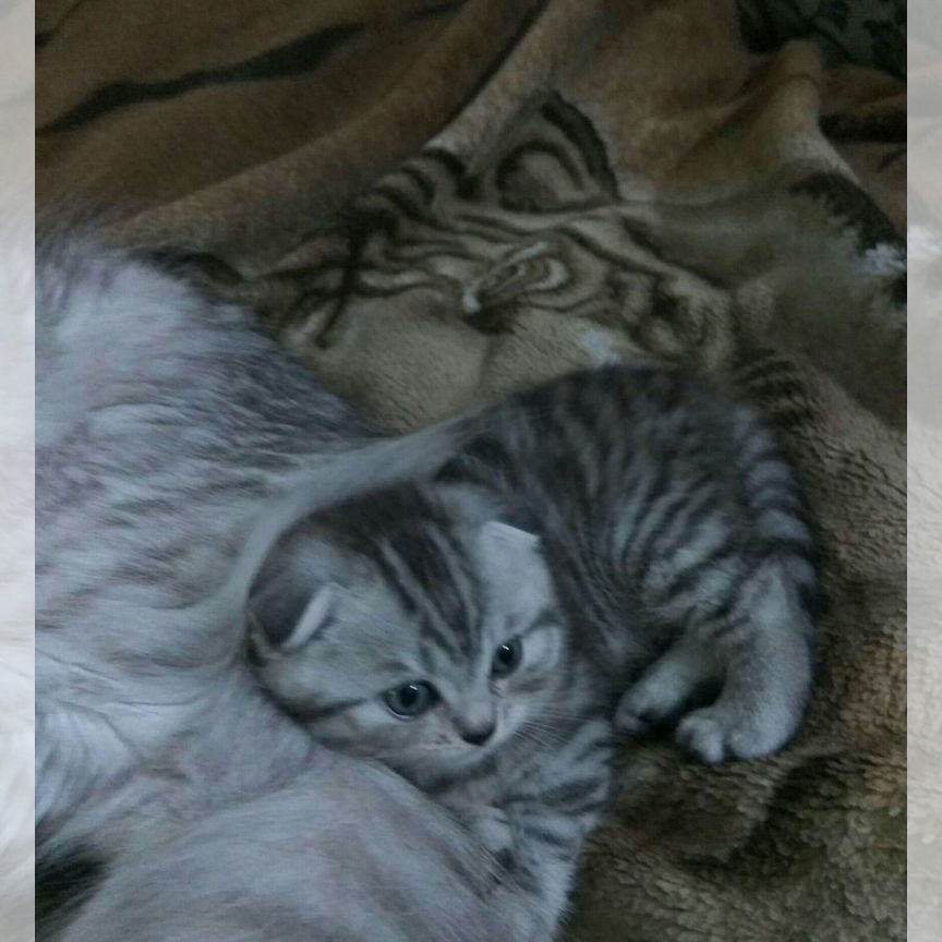 Шотландский вислоухий короткошёрстный котёнок