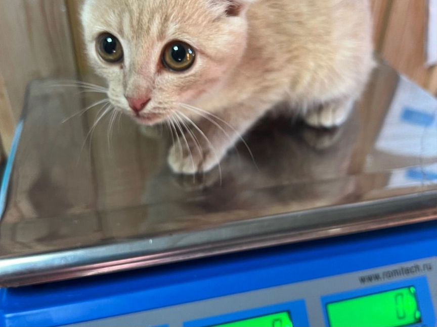 Кошки в добрые руки