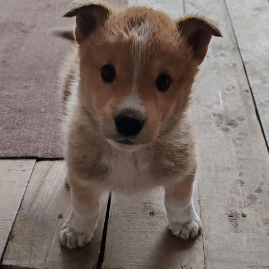 Щенок в добрые руки