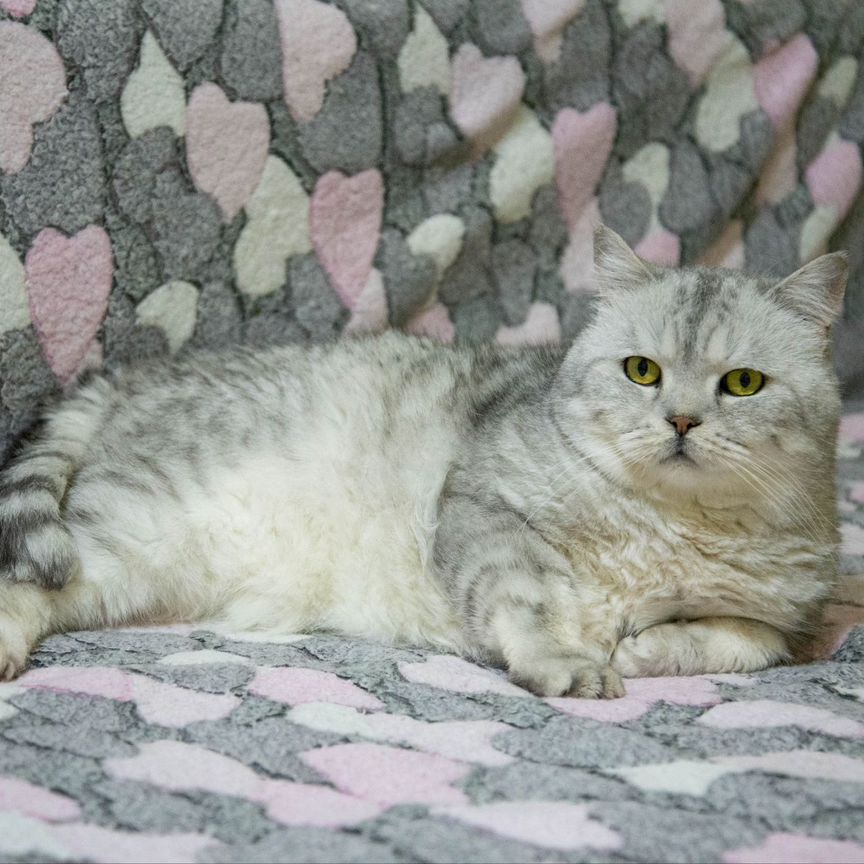 Кот Тимон ищет дом