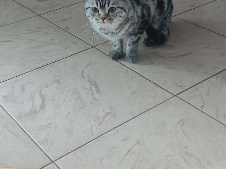 Британский вислоухий кот