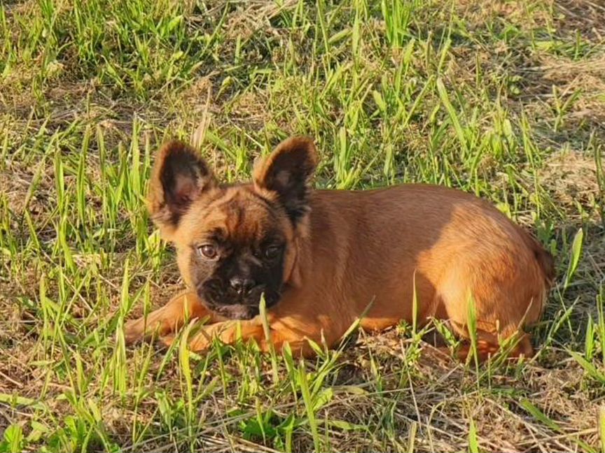 Флаффи французский бульдог