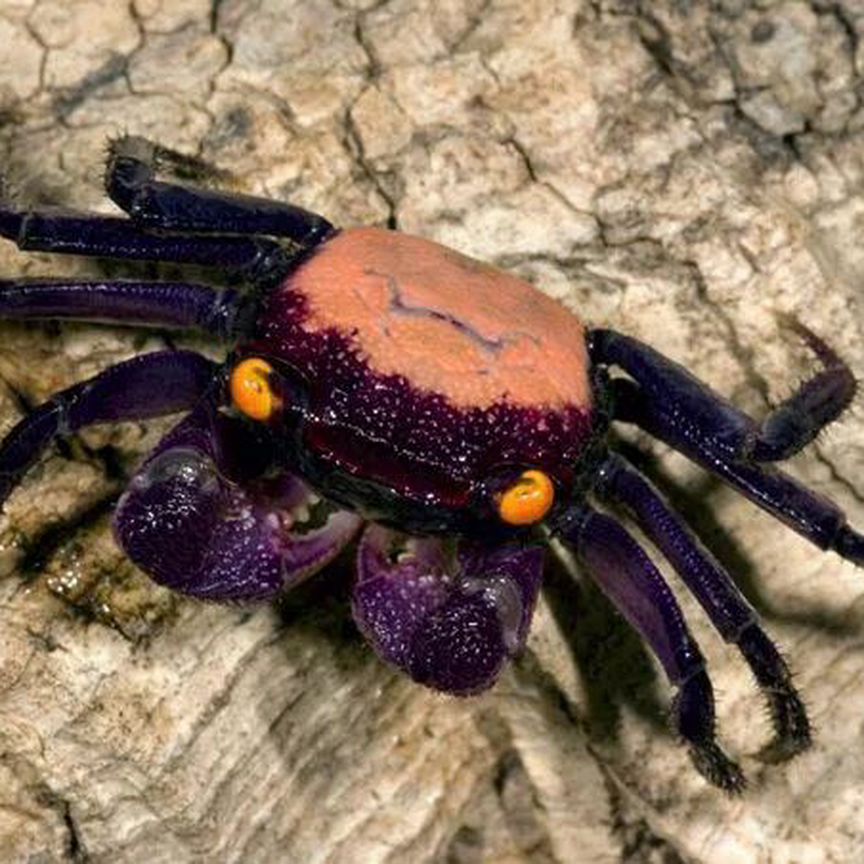 Краб Вампир