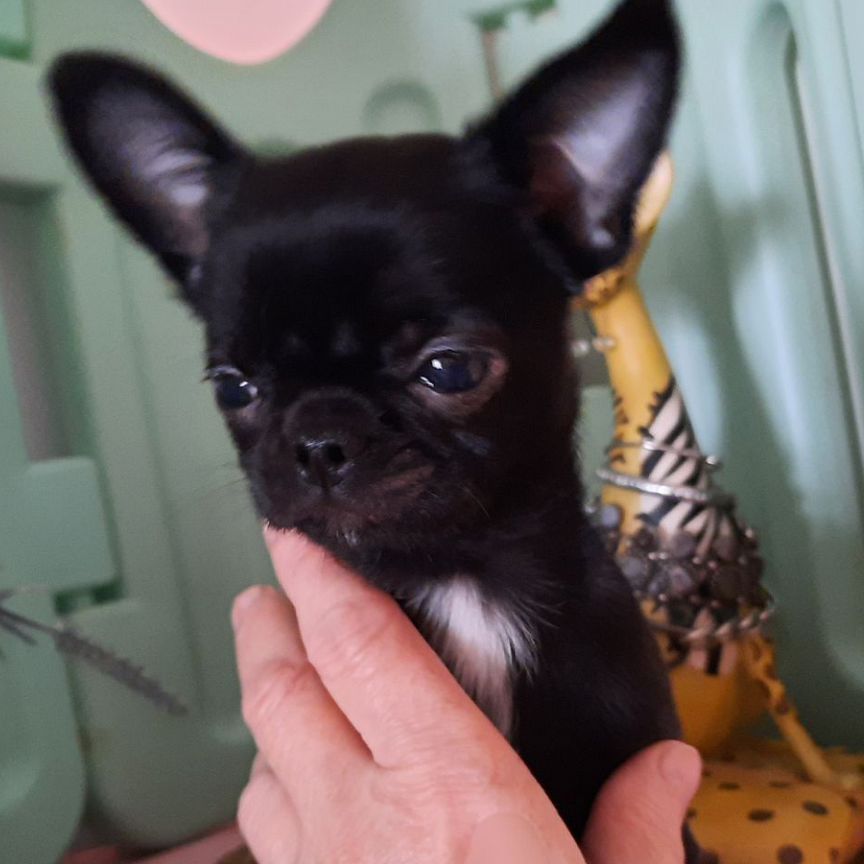 Чихуахуа, щенок