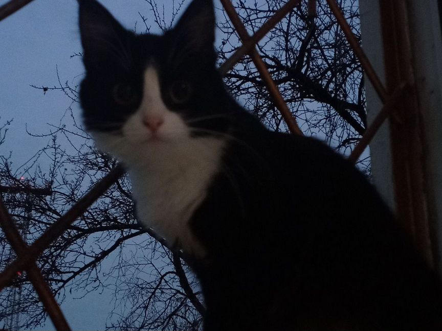 Отдам котенка в добрые руки