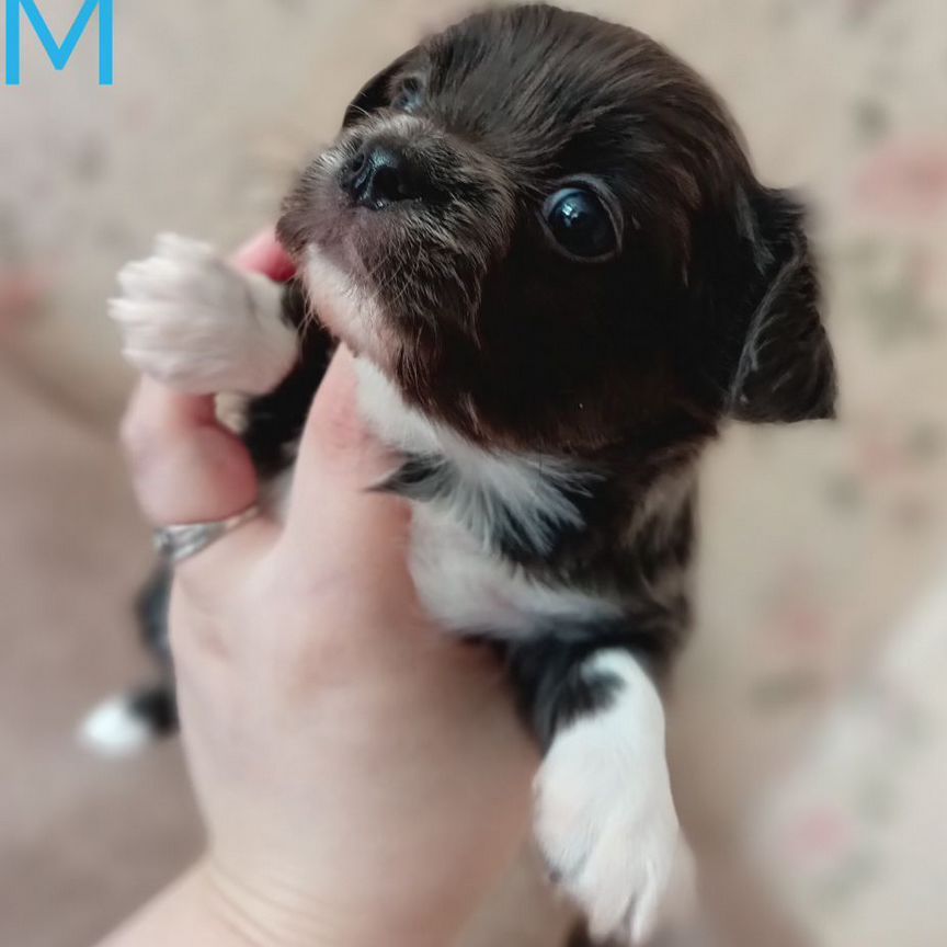 Щенки чихуахуа