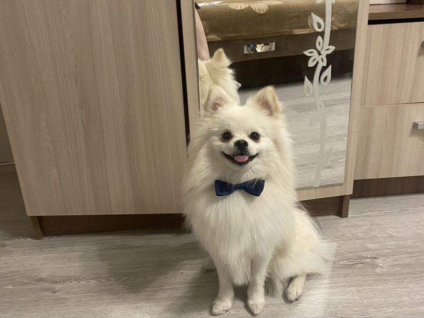 Маленькая собака шпиц