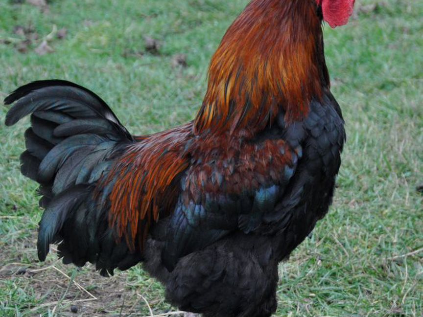 Племенные рабочие петушки