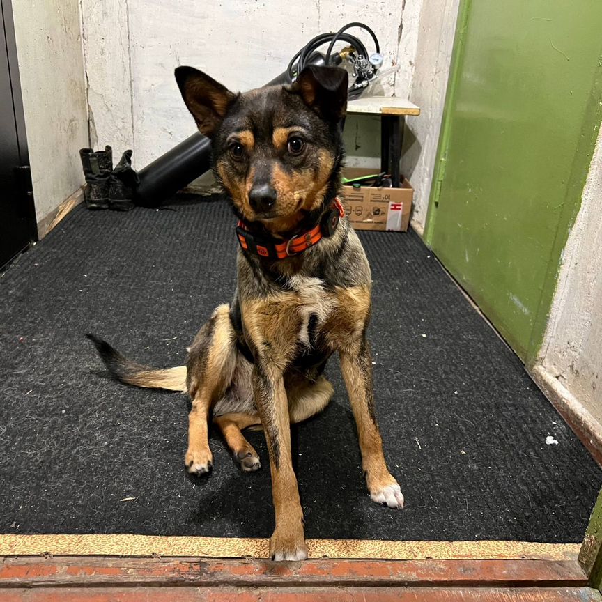 Щенок в добрые руки