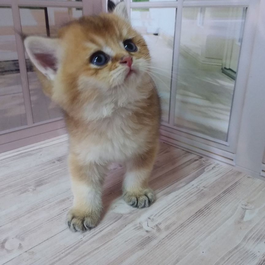 Шоколад шотландский