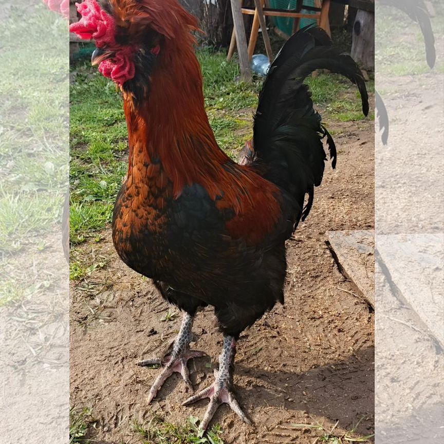 Молодые петухи