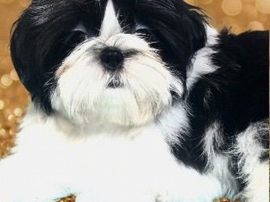 Ши-тцу девочка