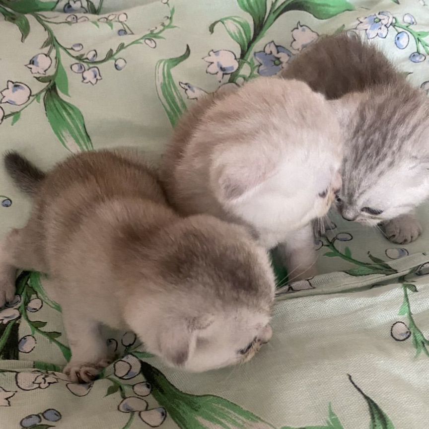 Шотландские вислоухие котята