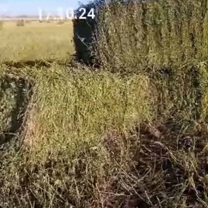 Сено-люцерна в тюках и рулонах