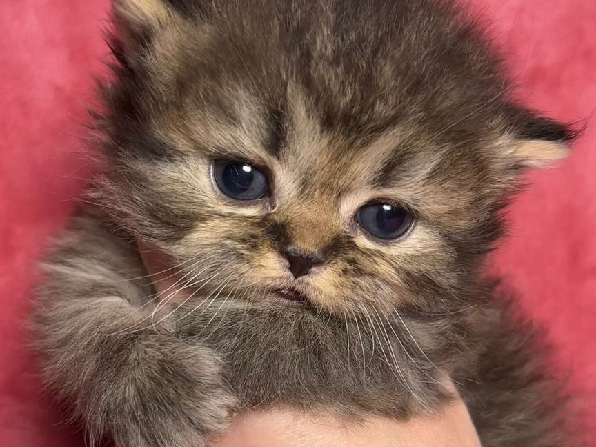 Персидская малышка