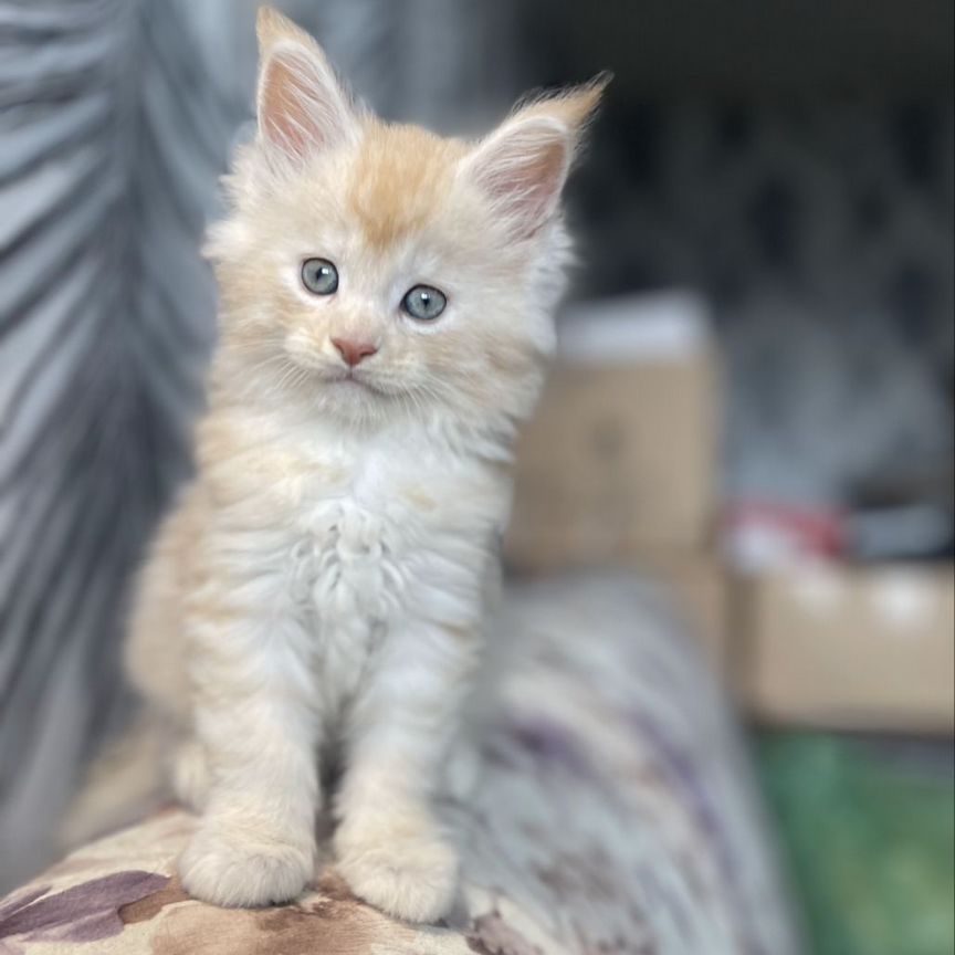 Чистокровный котёнок мейн-кун мальчик