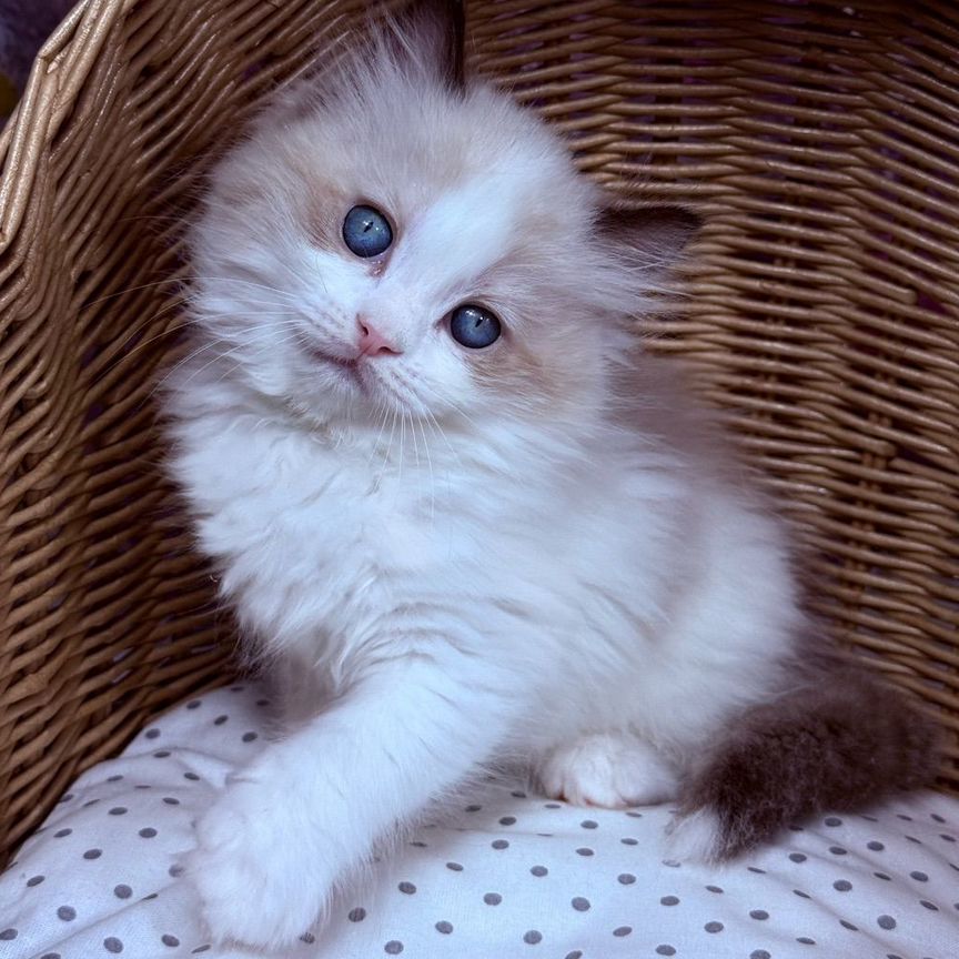 Рэгдолл котёнок