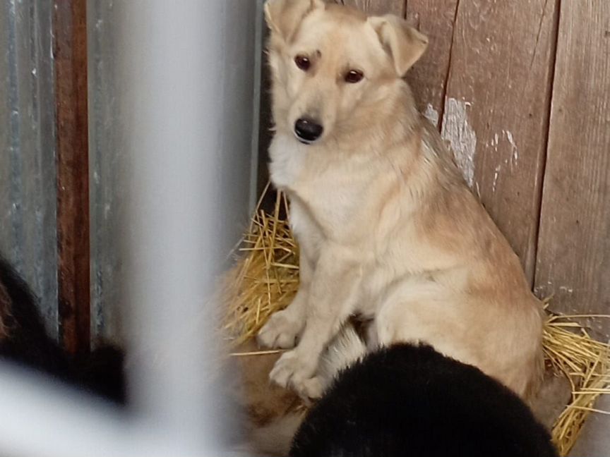 Маленький Амурчик