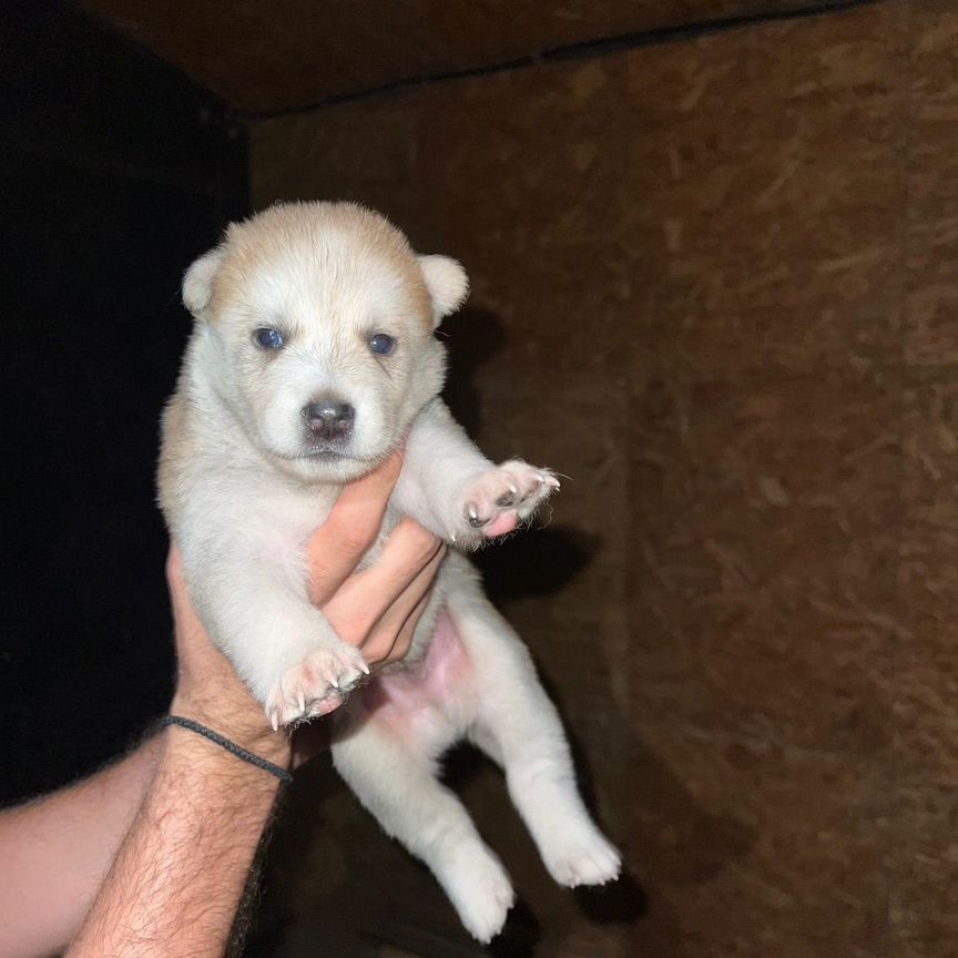 Продаю хаски