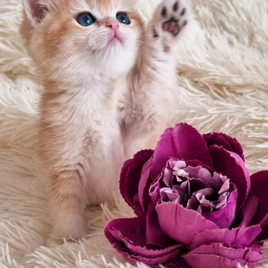 Британская золотая шиншила в разведение