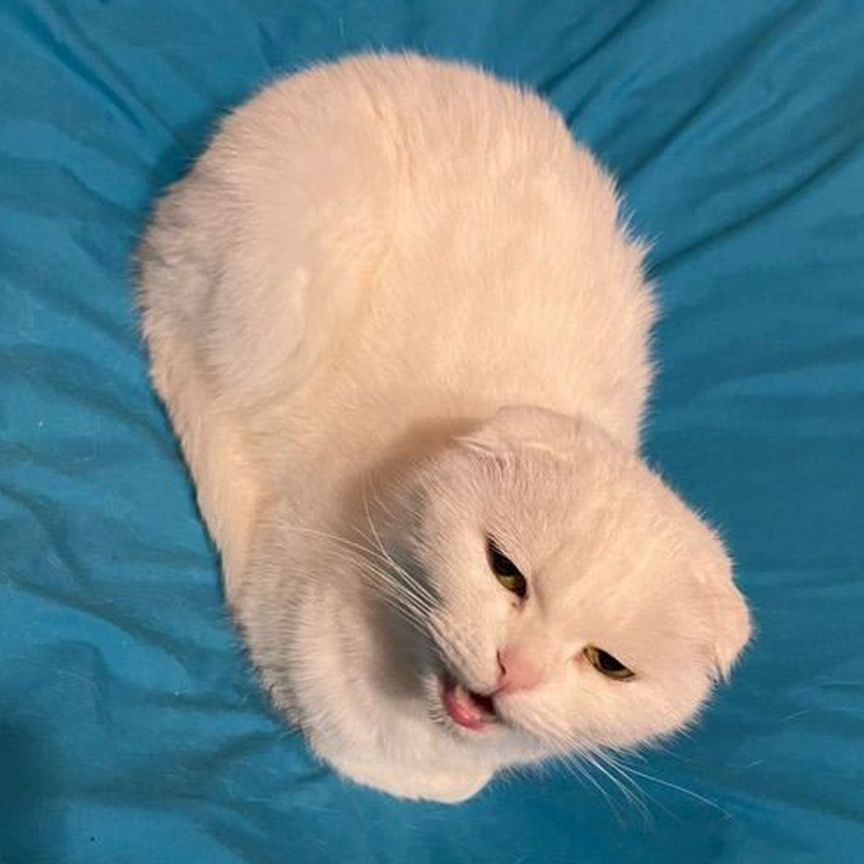 Отдаем в добрые руки, кошку