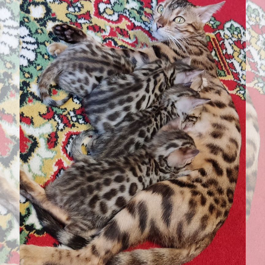 Бенгальские котята