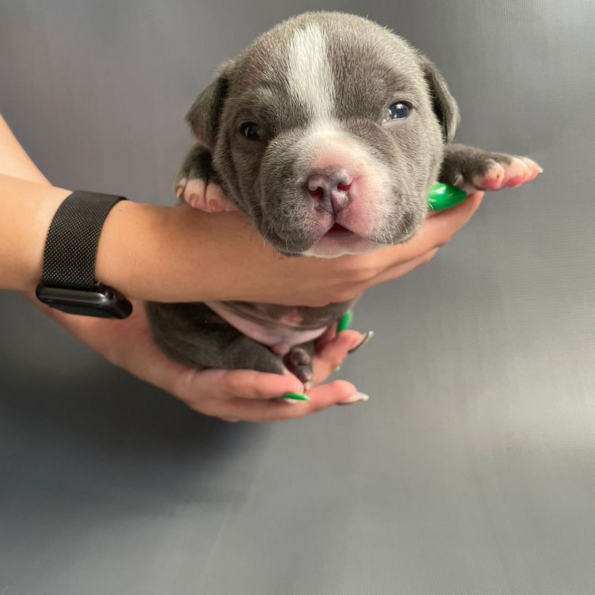 Щенки американского булли