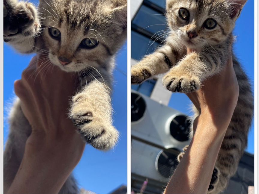 Котята мальчики 1,5 масяца
