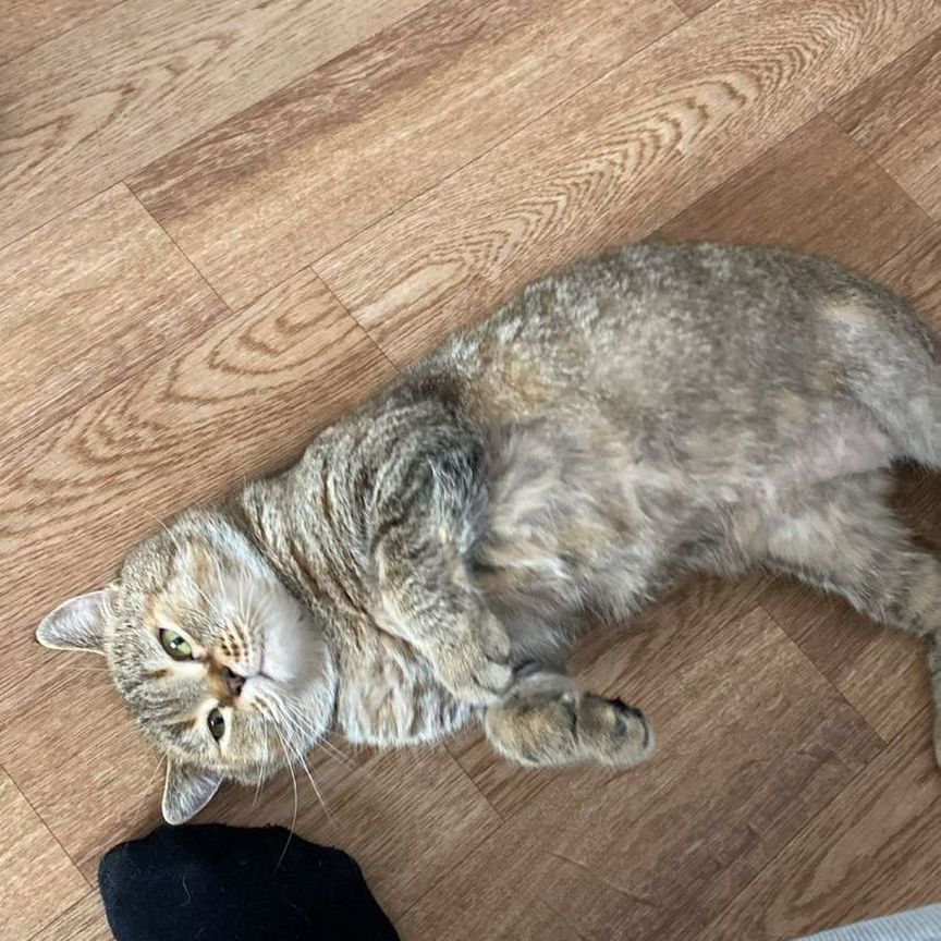 Шотланская кошка