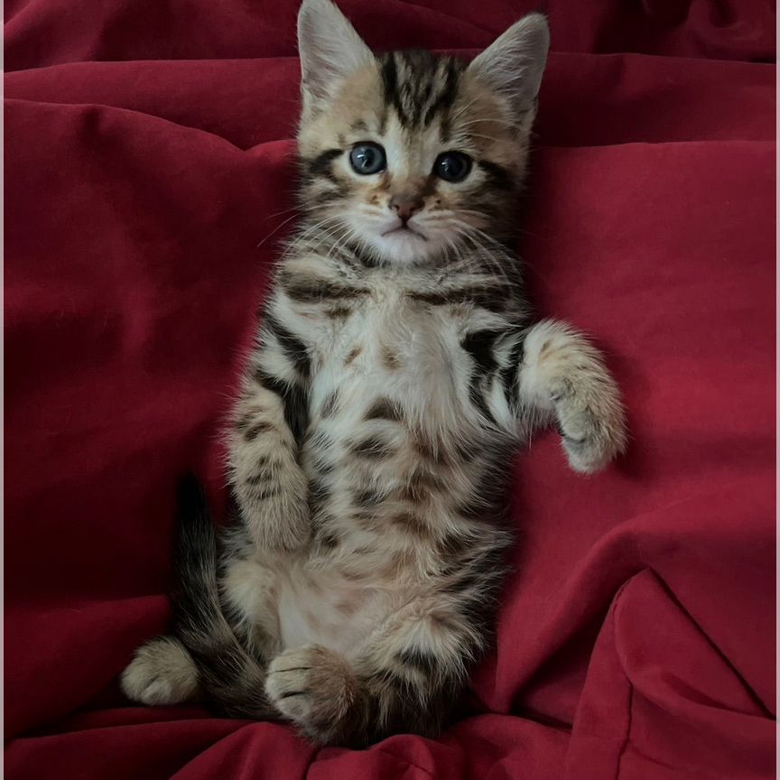 Бенгальские котята