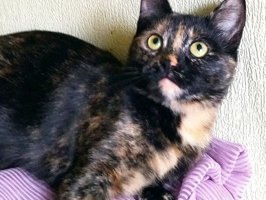 Кошечка Машенька 9,5 месяцев