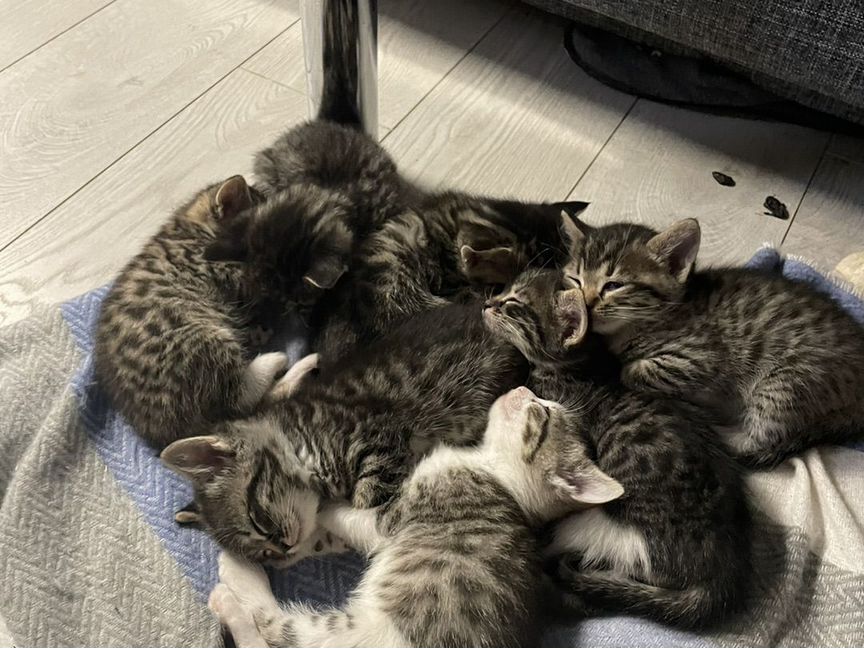 Котята в добрые руки бесплатно