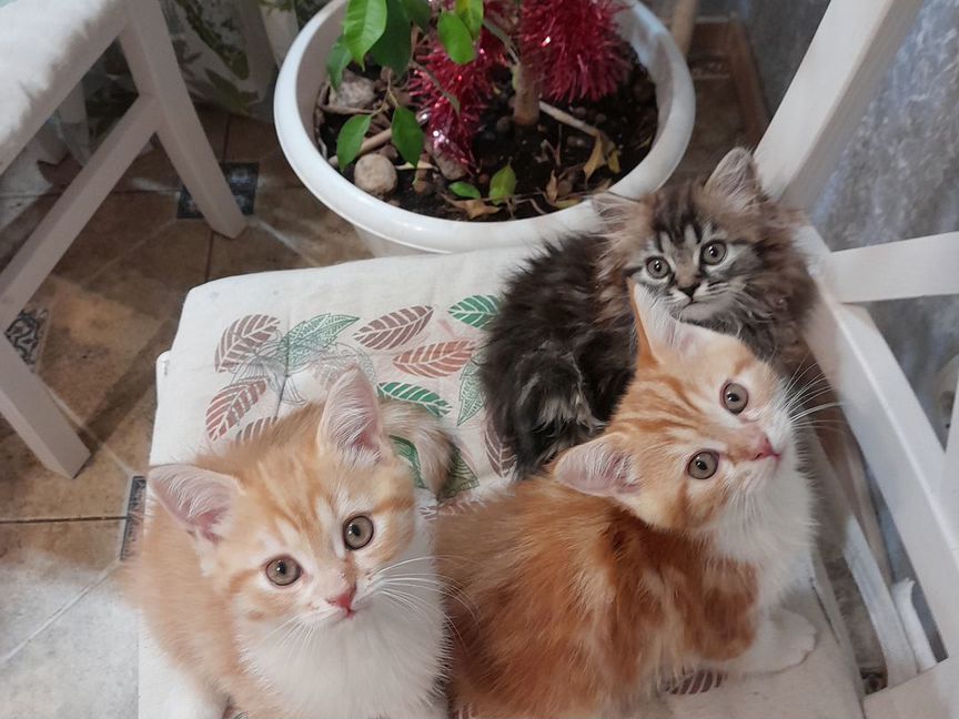 Шотландские котята