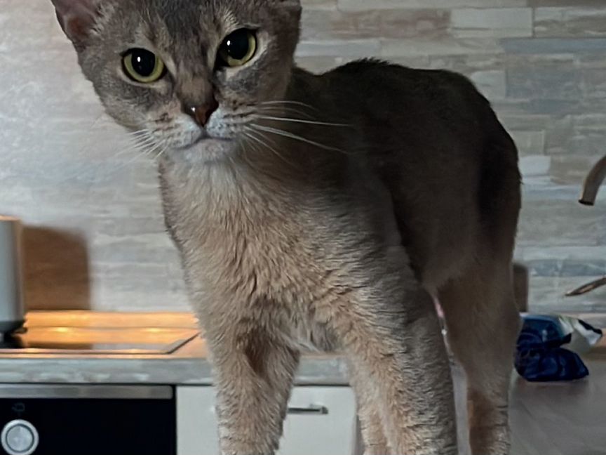 Абиссинская кошка в добрые руки