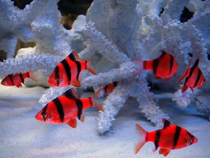 Аквариумные рыбки