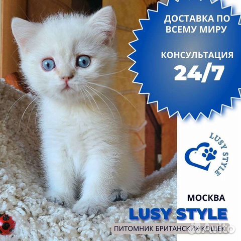 Мальчик синеглазый, колор поинт