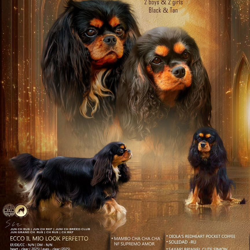 Кавалер кинг-чарльз-спаниель, щенок